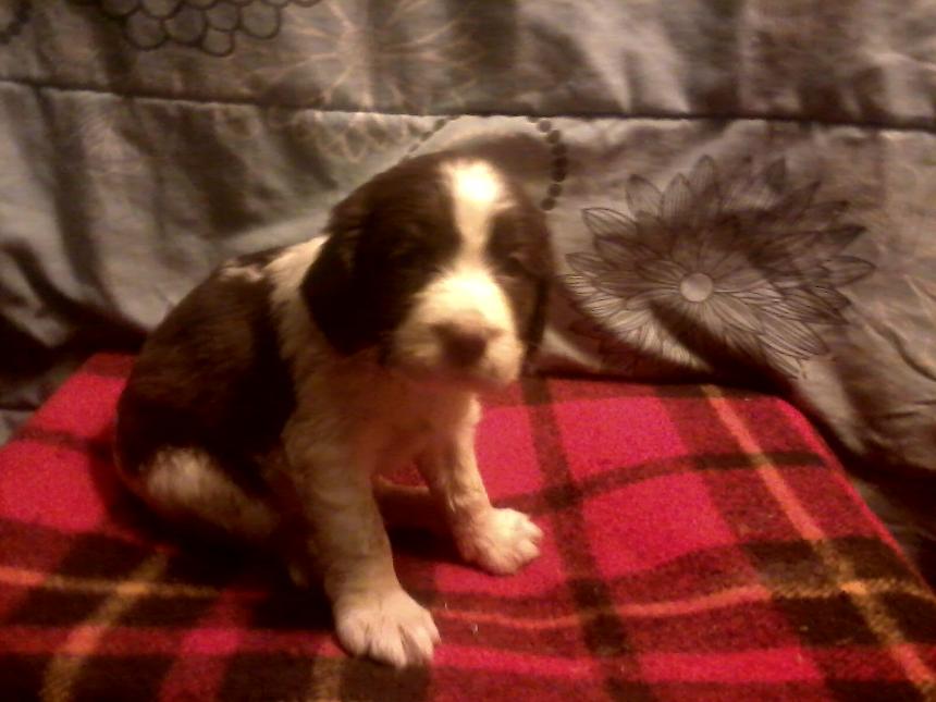 Emiley's English Springer Spaniels